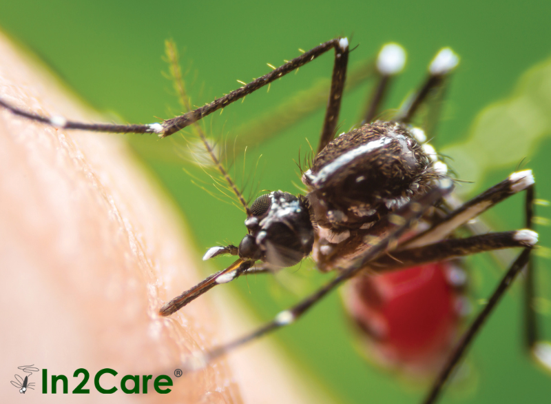 Eco friendly mosquito trap and profitable - In2Care Trap