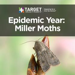 An Epidemic Year for Miller Moths!