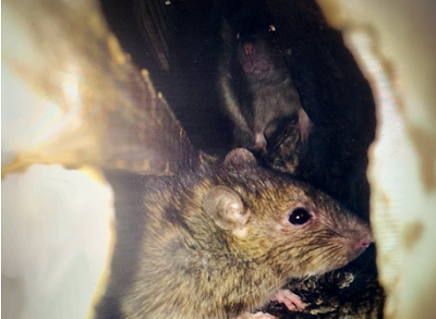 How to place glue traps for mice?