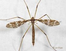 Q: Why are we seeing large populations of mosquito hawks this time of year?